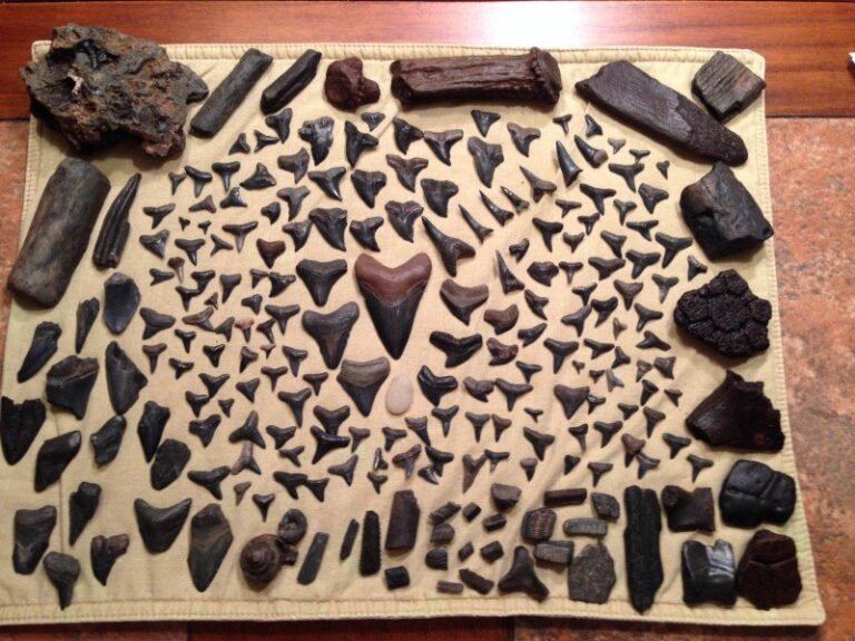 Types of Fossils found in the Peace River area - 772-539-7005 Fossil ...
